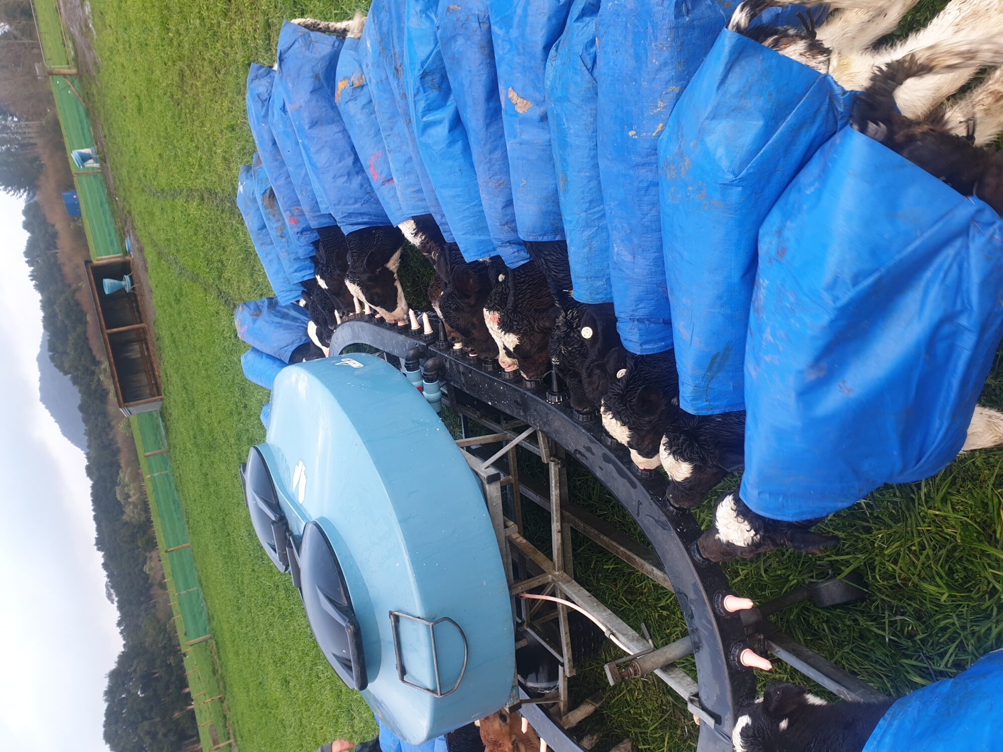 Calf Covers - Designed to Enlarge as Calves Grow