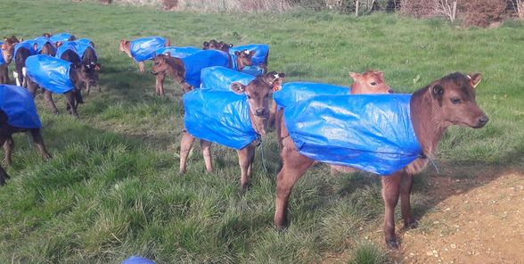 Calf Covers - Designed to Enlarge as Calves Grow