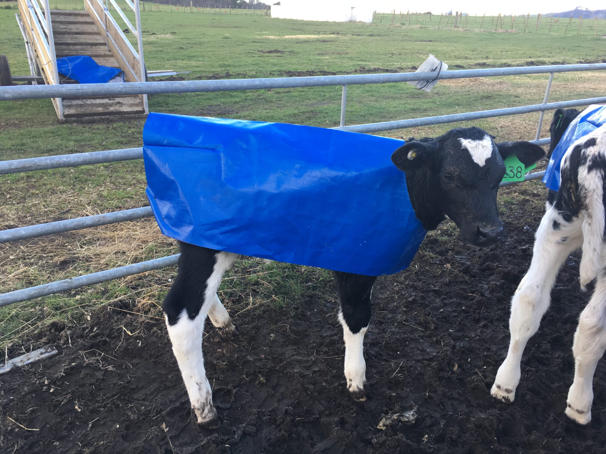 Calf Covers - Designed to Enlarge as Calves Grow