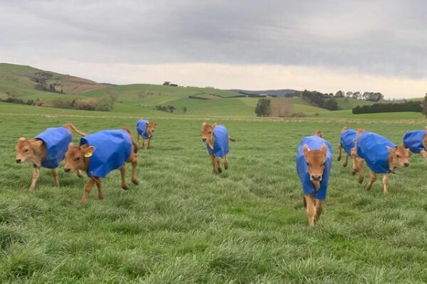 Calf Covers - Designed to Enlarge as Calves Grow