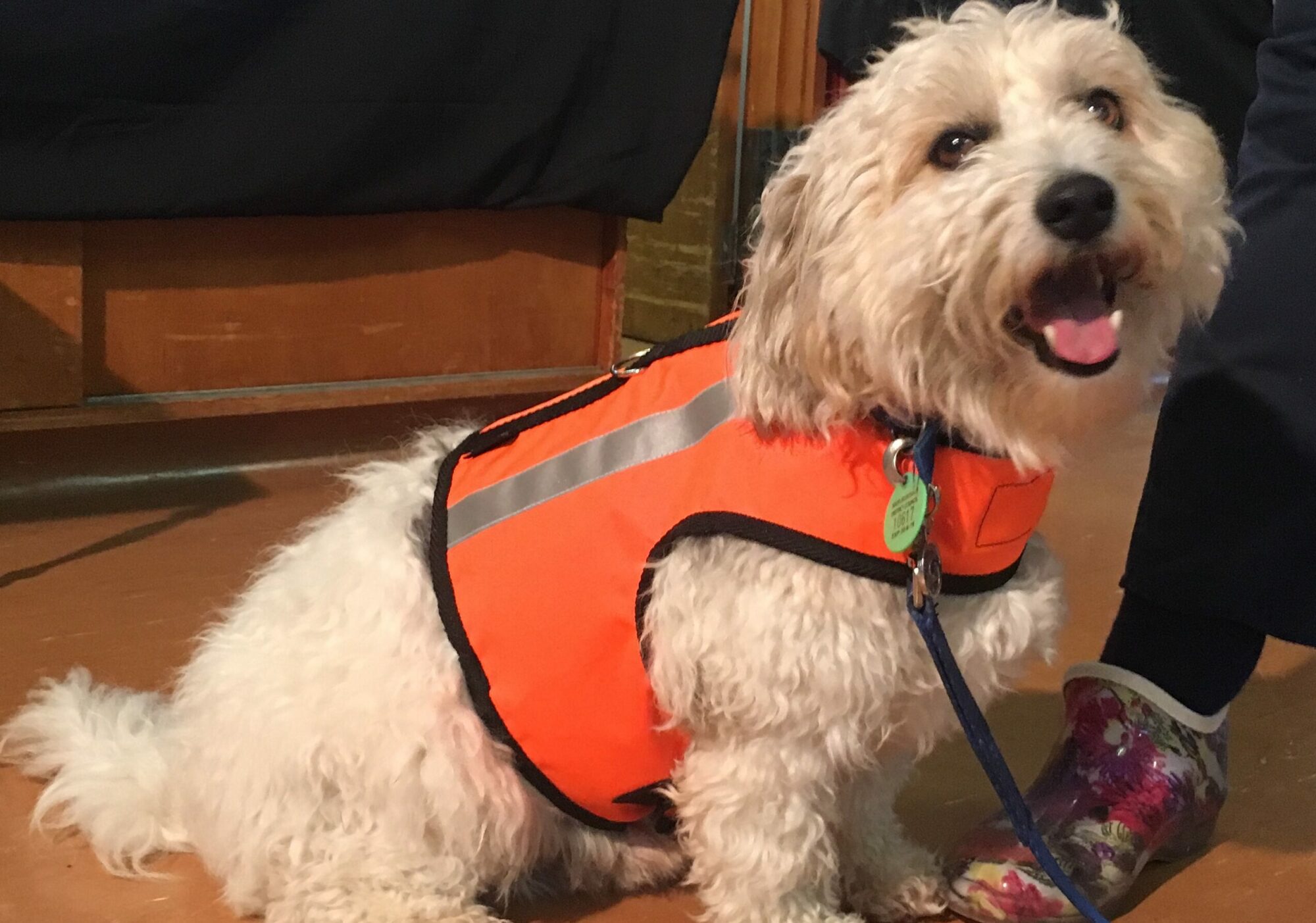High Vis Safety Dog Harnesses - BagEm