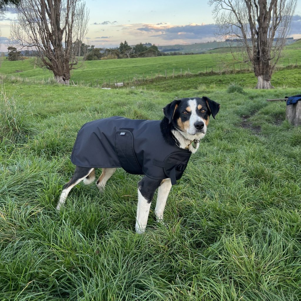 New Zealand Made - Waterproof Wool Lined Working Dog Jacket